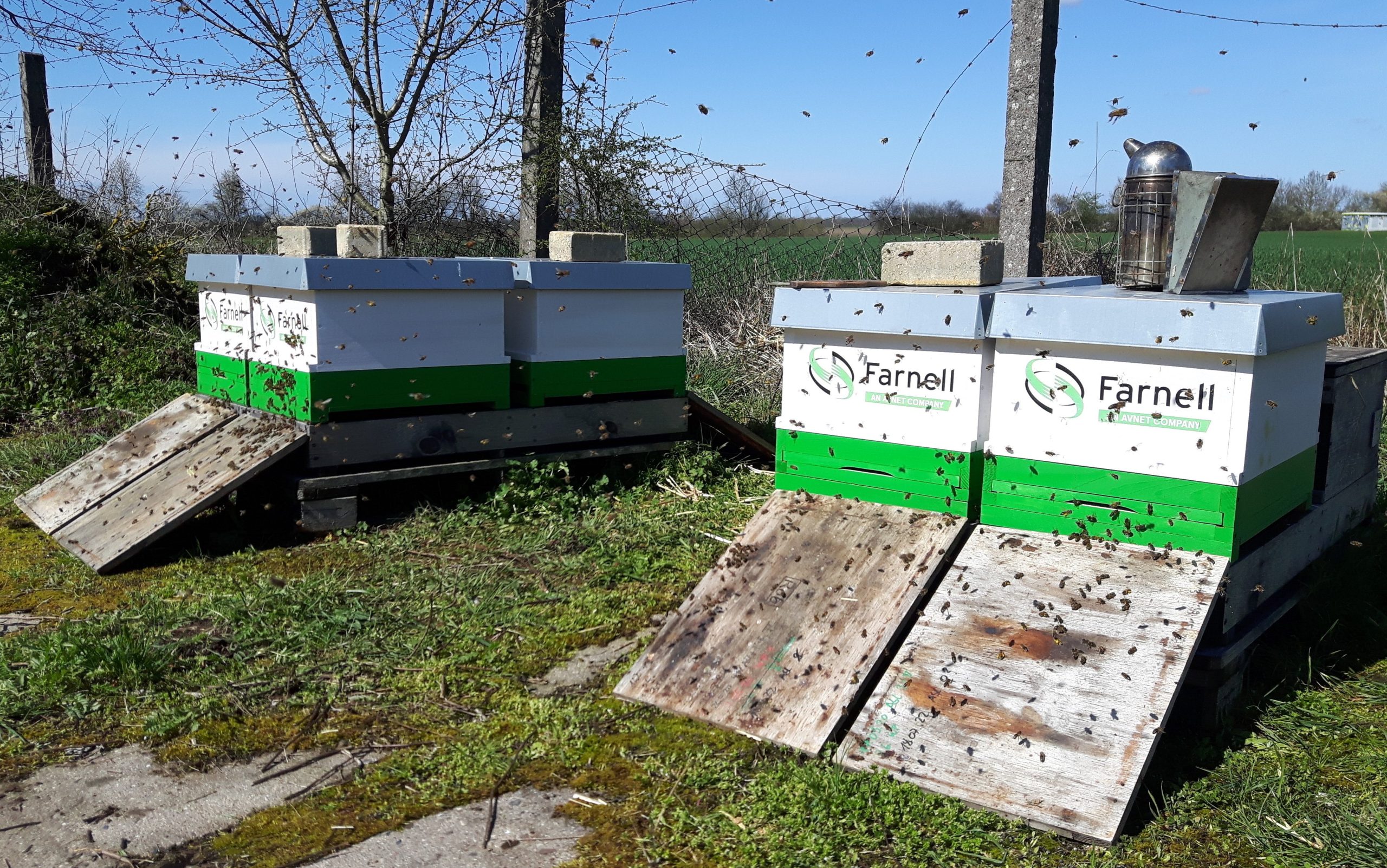 Farnell launches global campaign to save bees - Instrumentation Monthly